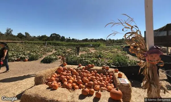Pumpkin Patch Bonita, Bonita, California