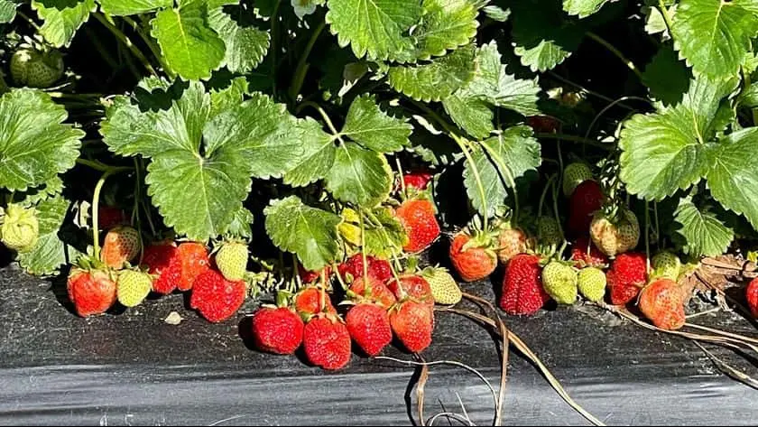 Buckwheat Farm, Apex, North Carolina
