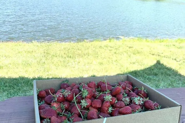 Critzer Family Farm, Afton, Virginia