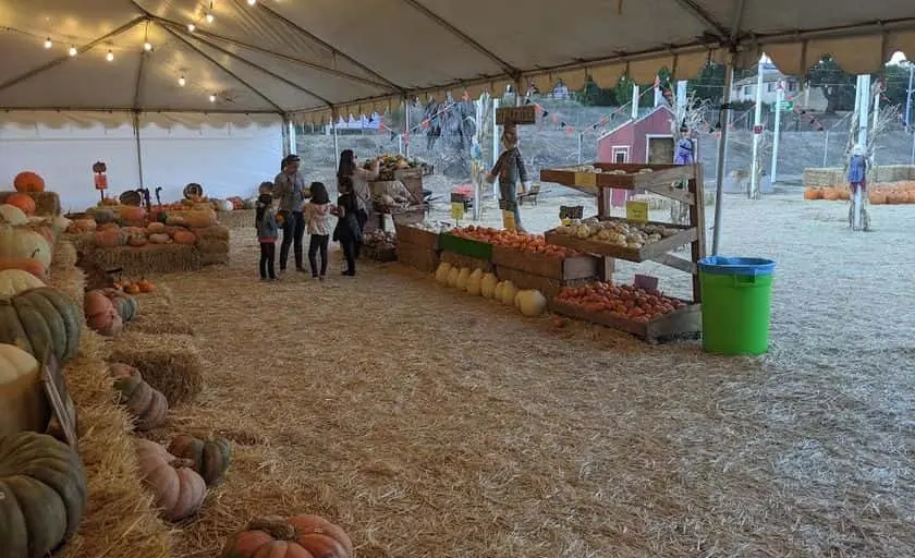 Pumpkin Patch Bonita, Bonita, California